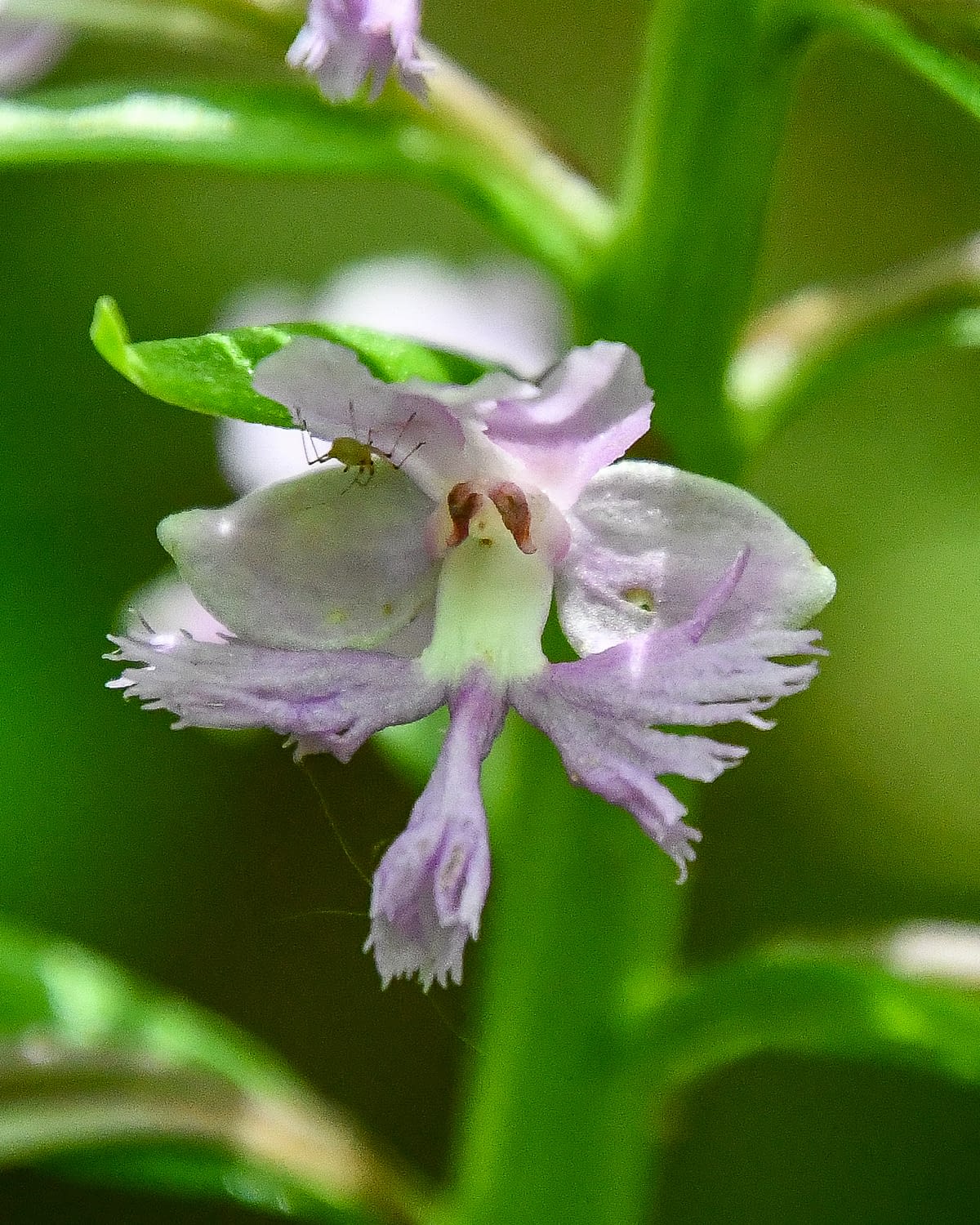 Southern Appalachian Native Orchids: A Gracious Plenty - HIKEscape