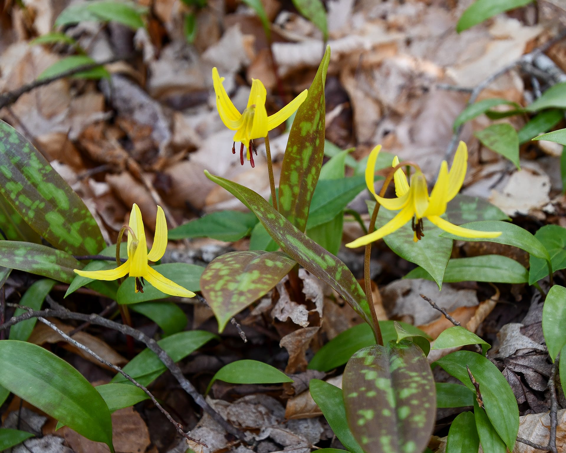 Nantahala National Forest to the Rescue - HIKEscape