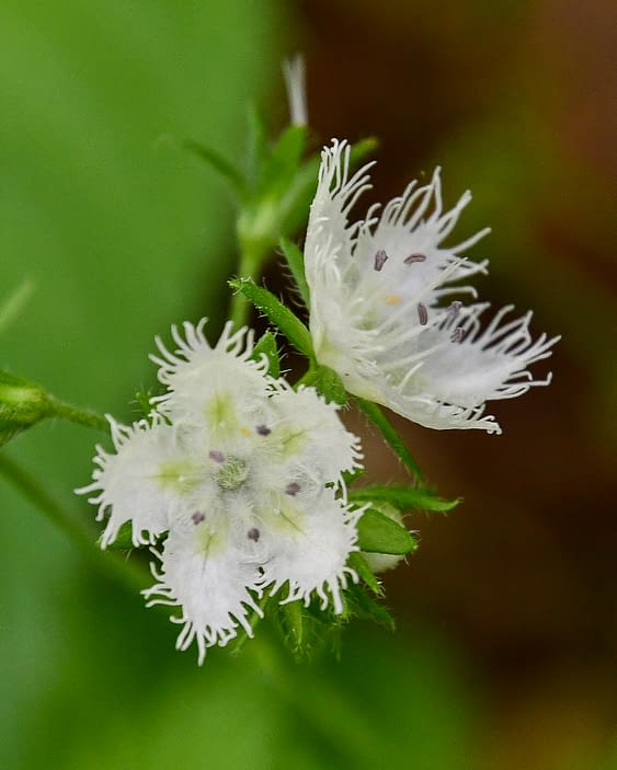 Southern Appalachian Native Orchids: A Gracious Plenty - HIKEscape
