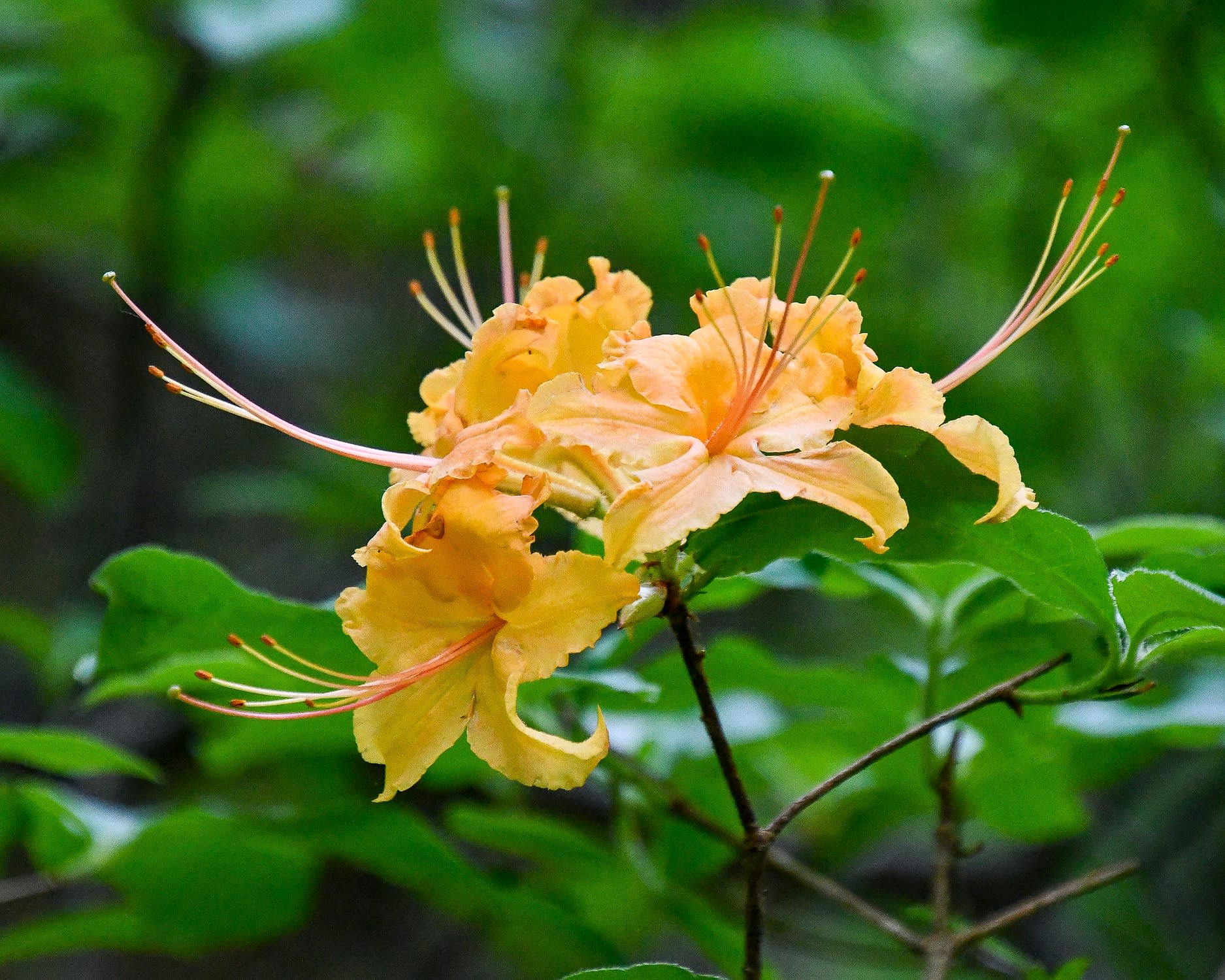 Southern Appalachian Native Orchids: A Gracious Plenty - HIKEscape