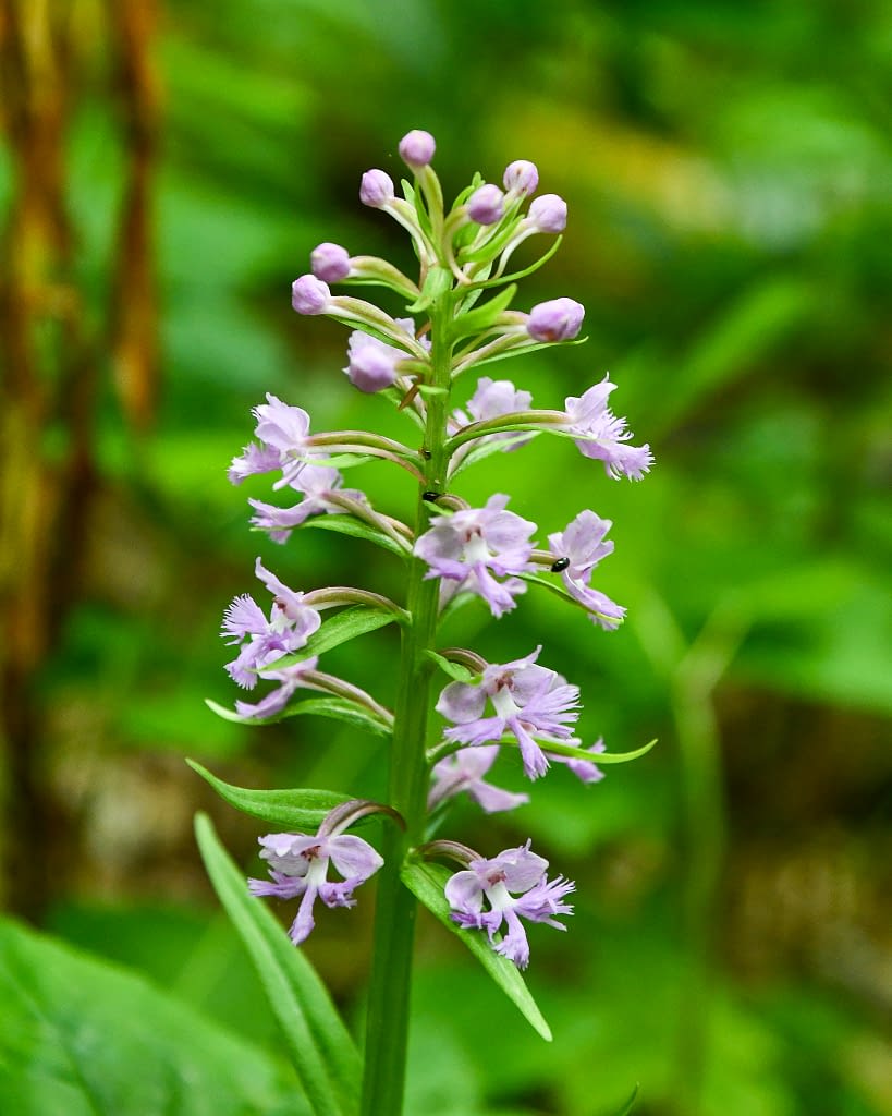 Southern Appalachian Native Orchids: A Gracious Plenty - HIKEscape