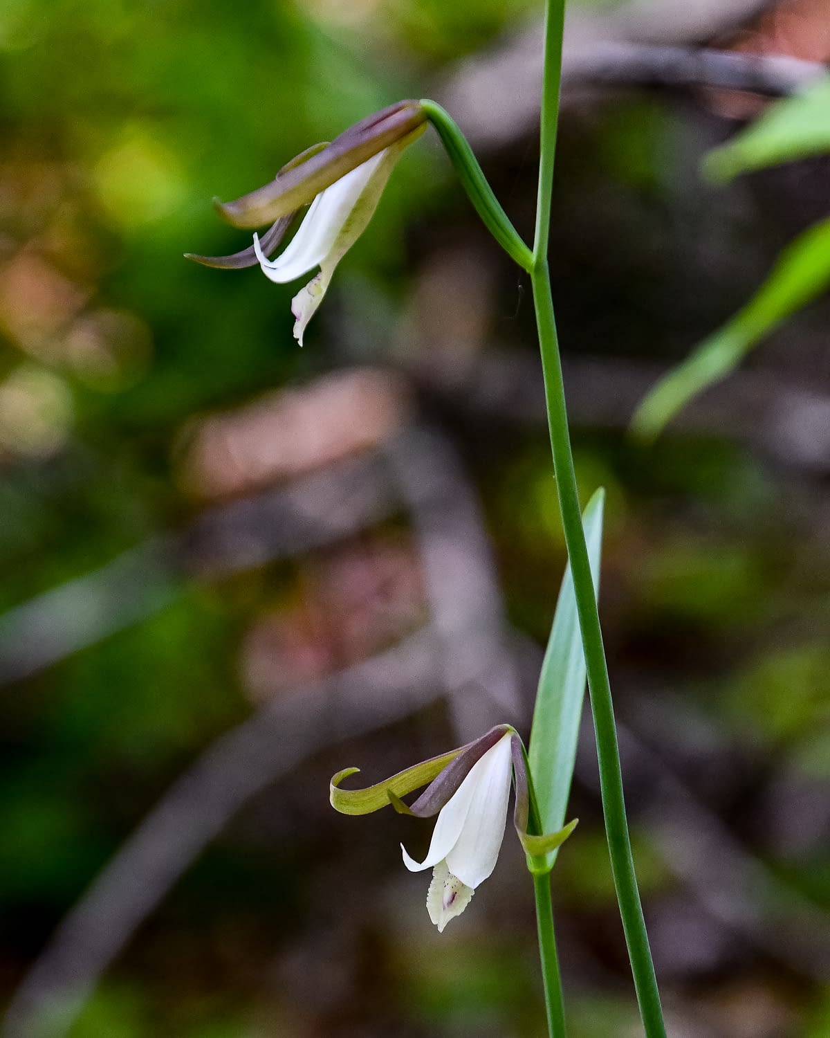 Southern Appalachian Native Orchids: A Gracious Plenty - HIKEscape