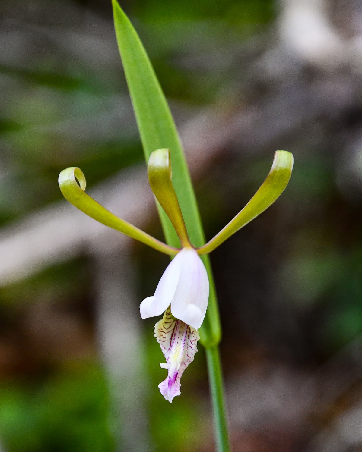 Southern Appalachian Native Orchids: A Gracious Plenty - HIKEscape