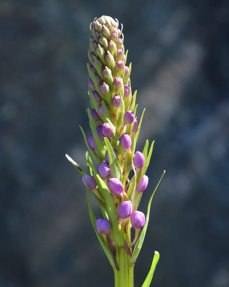 Mt. Mitchell: Orchids and Lilies and Vistas, oh my! - HIKEscape