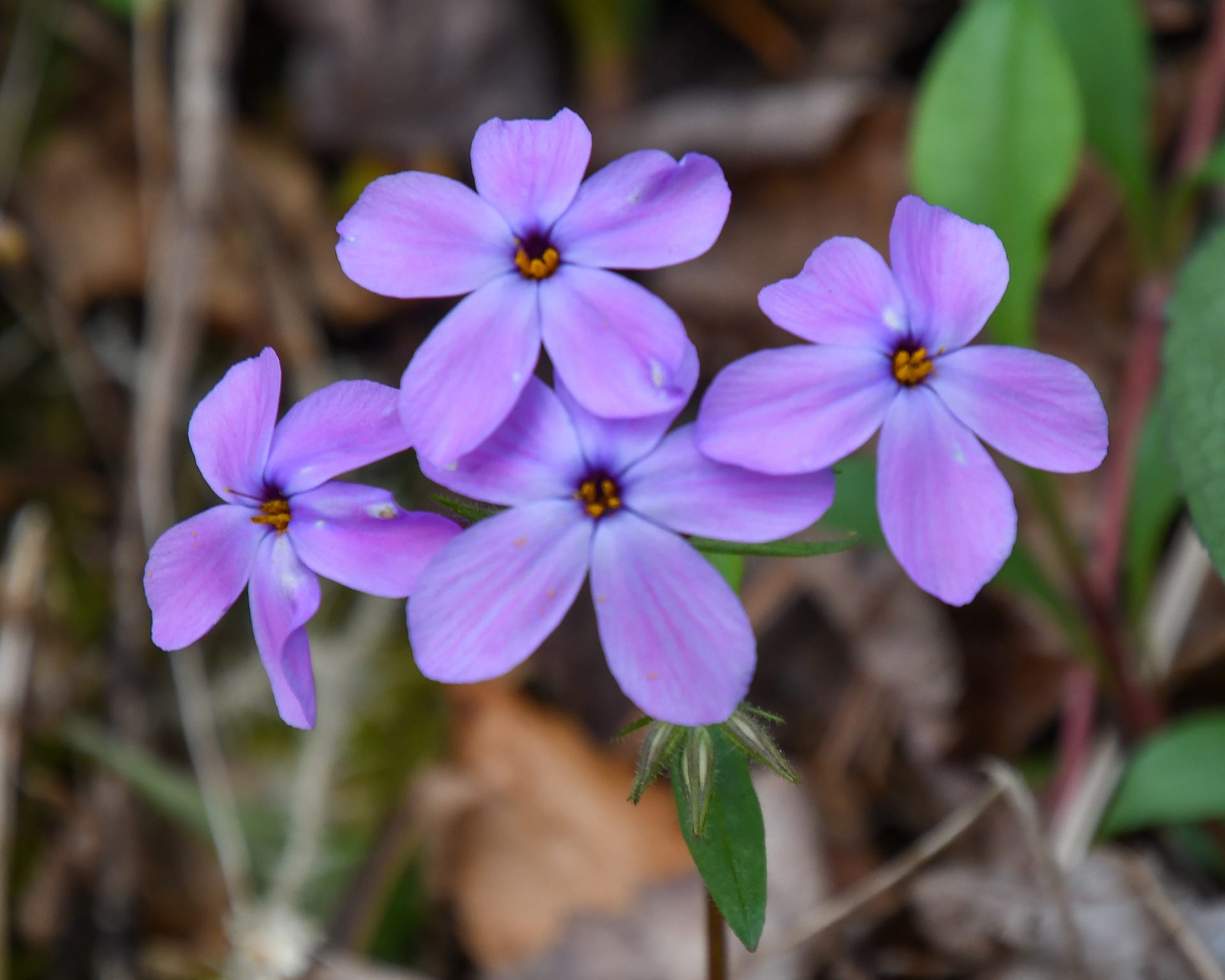 Spring wildflowers: Pisgah and Cherokee National Forests - HIKEscape