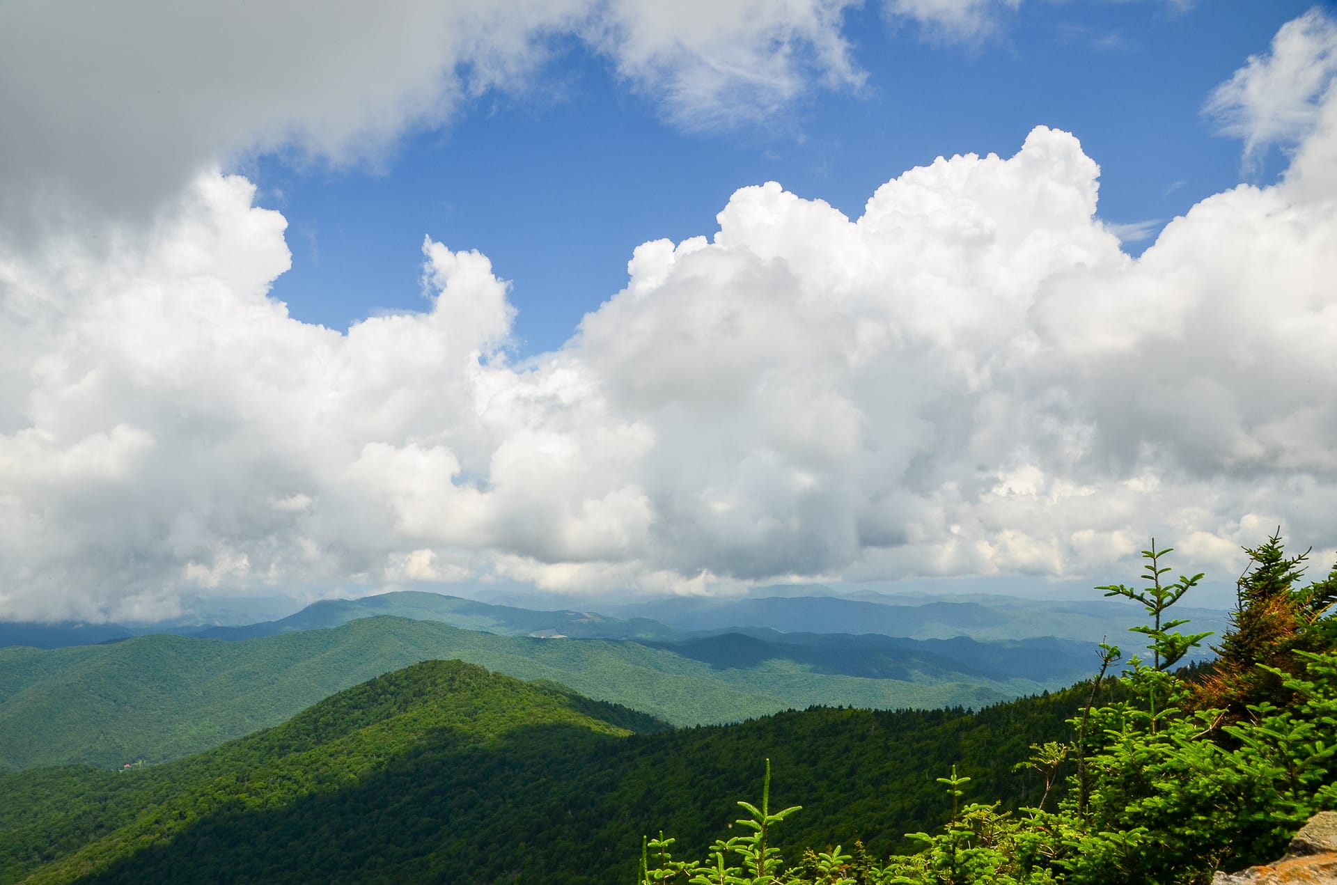 Lilies and other summer wildflowers at Roan Mountain - HIKEscape
